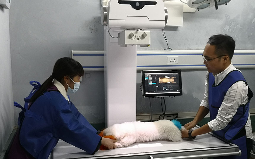 What to Consider When Performing Radiographic Diagnosis on Animals